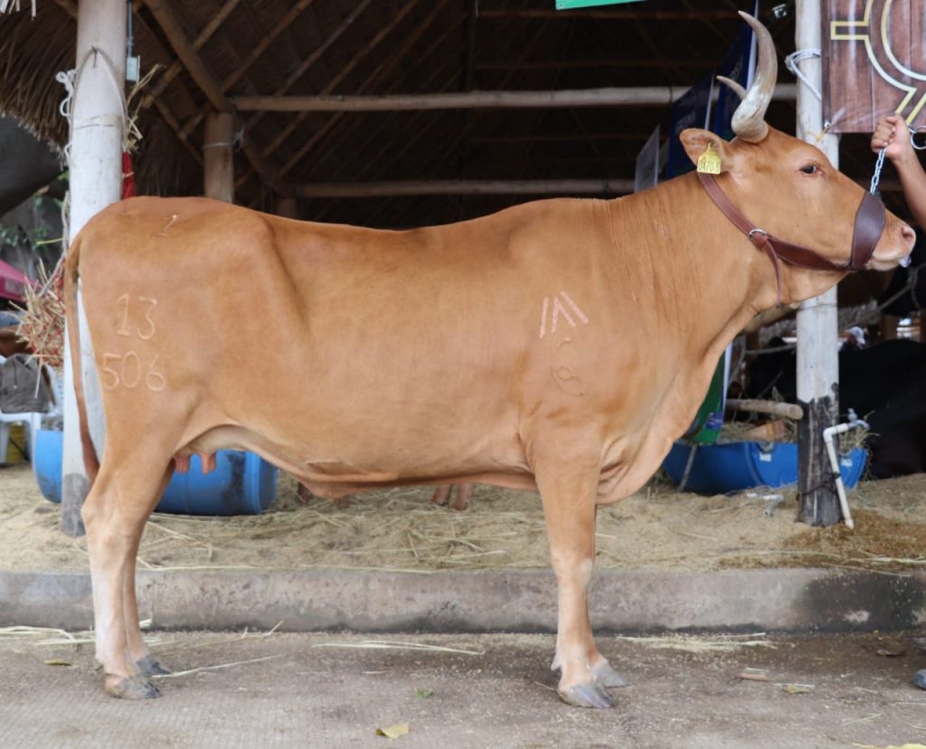 EL PAÍS VALLENATO – Primer remate de la raza criolla costeños con ...