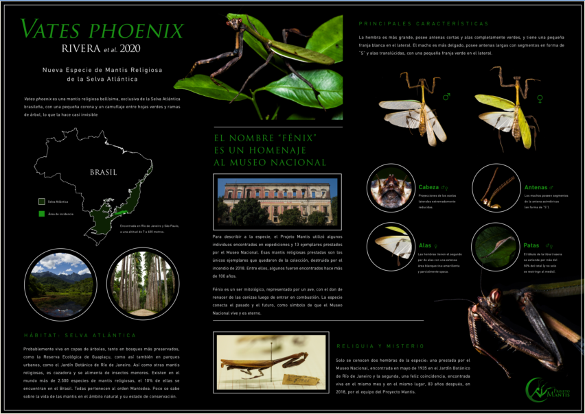 Descubren nueva especie de mantis religiosa en Brasil con el apoyo de ...
