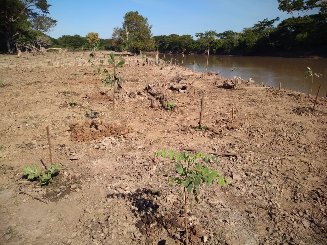 Sembrarán árboles a orillas del río Cesar - El Pais Vallenato