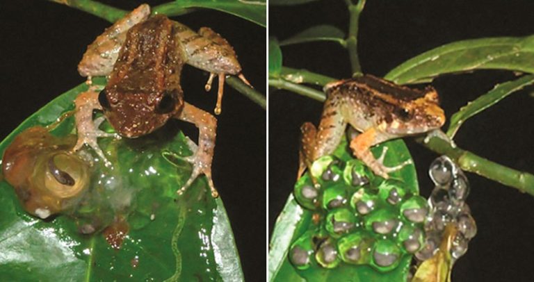 Descubren una diminuta especie de rana con colmillos en Indonesia - El ...